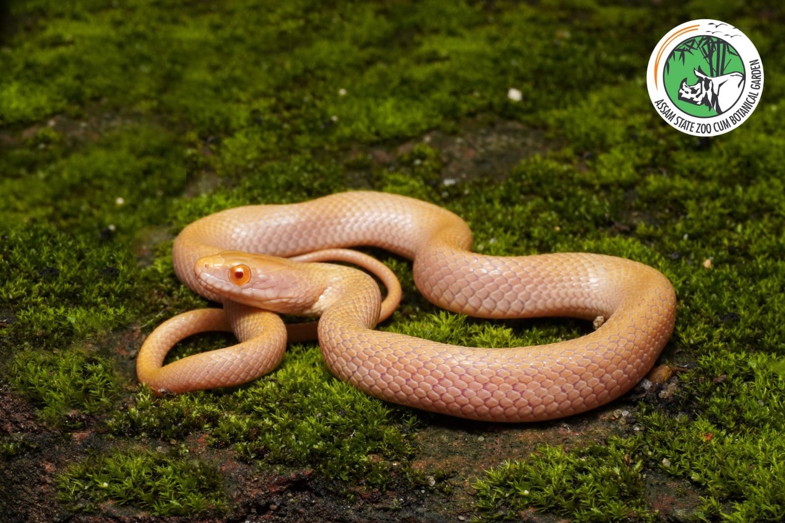Rare Albino Checkered Keelback Spotted In Assam State Zoo - Northeast Today